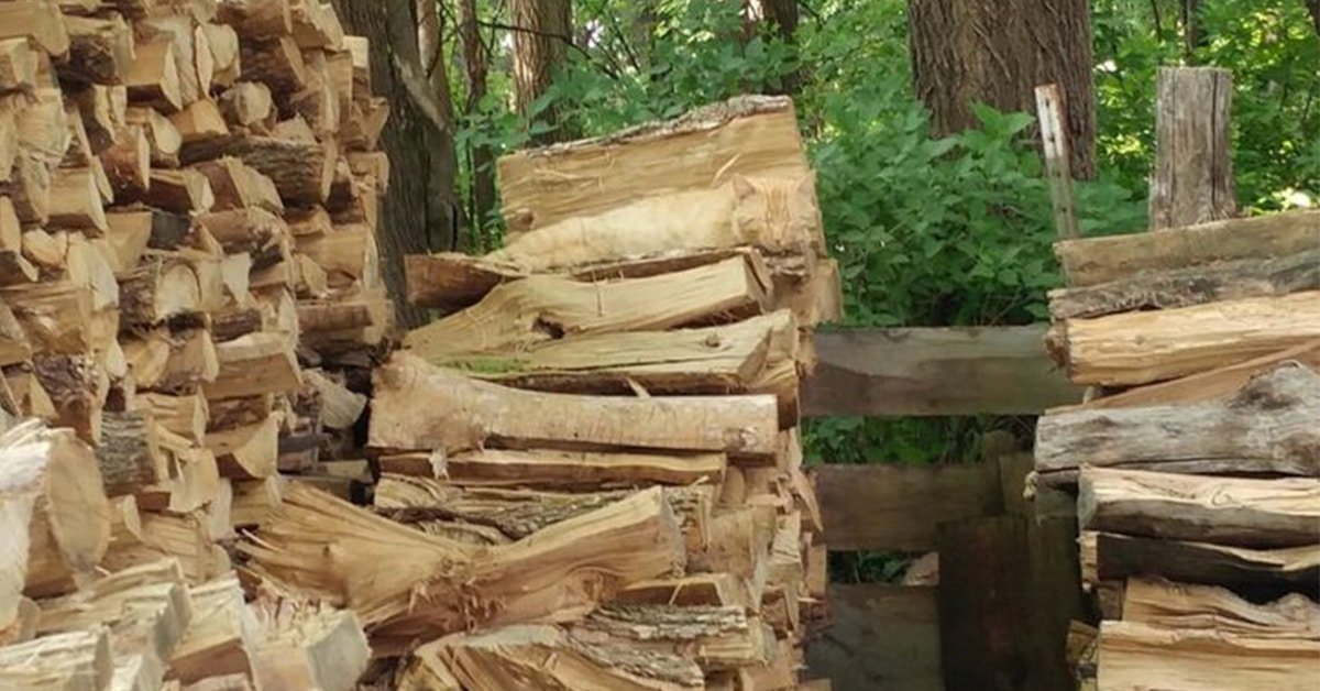 Can You Find The Hidden Animals In All 5 Picture Can You Find The Hidden Animals In All 5 Picture